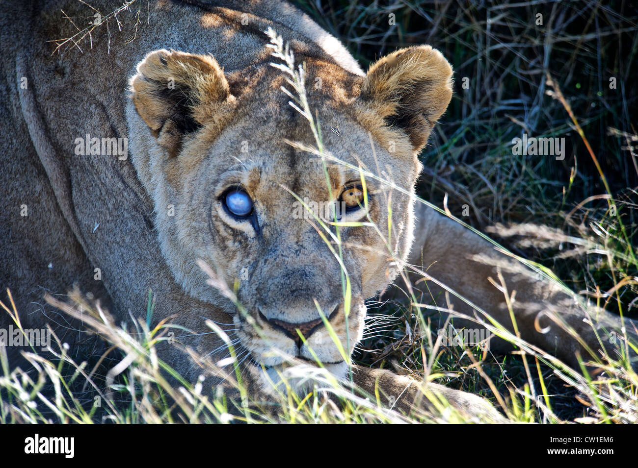 Lion. Duba, Africa Stock Photo - Alamy