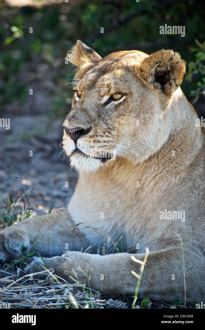 Lion. Duba, Africa Stock Photo - Alamy