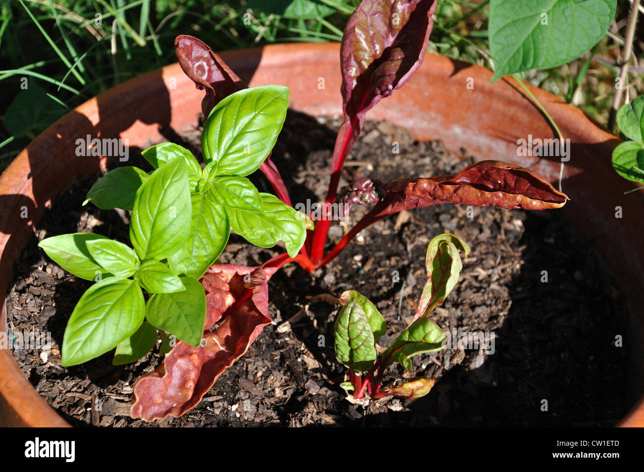 Potted green and red basil herbs Stock Photo - Alamy