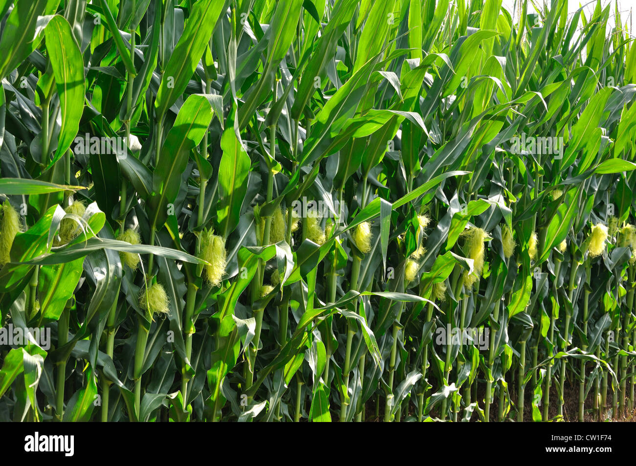Amish corn, Pennsylvania, USA Stock Photo - Alamy