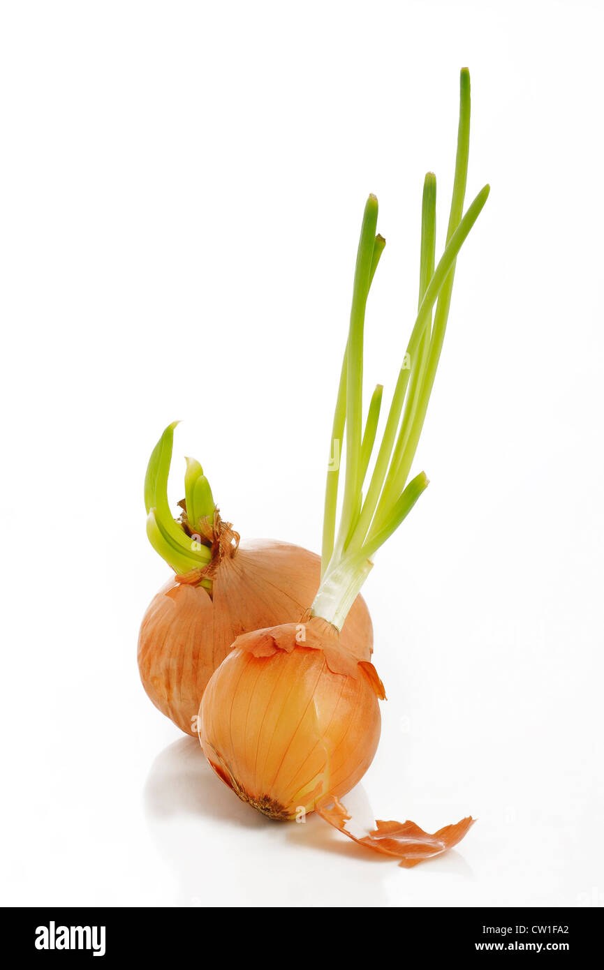 Sprouting onions isolated on white background Stock Photo - Alamy