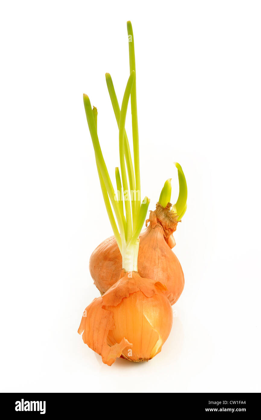 Sprouting onions isolated on white background Stock Photo - Alamy