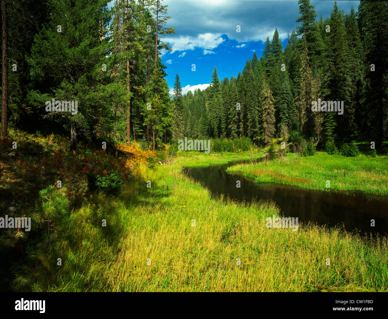 Bonito Creek, White Mountains of Eastern Arizona Stock Photo - Alamy