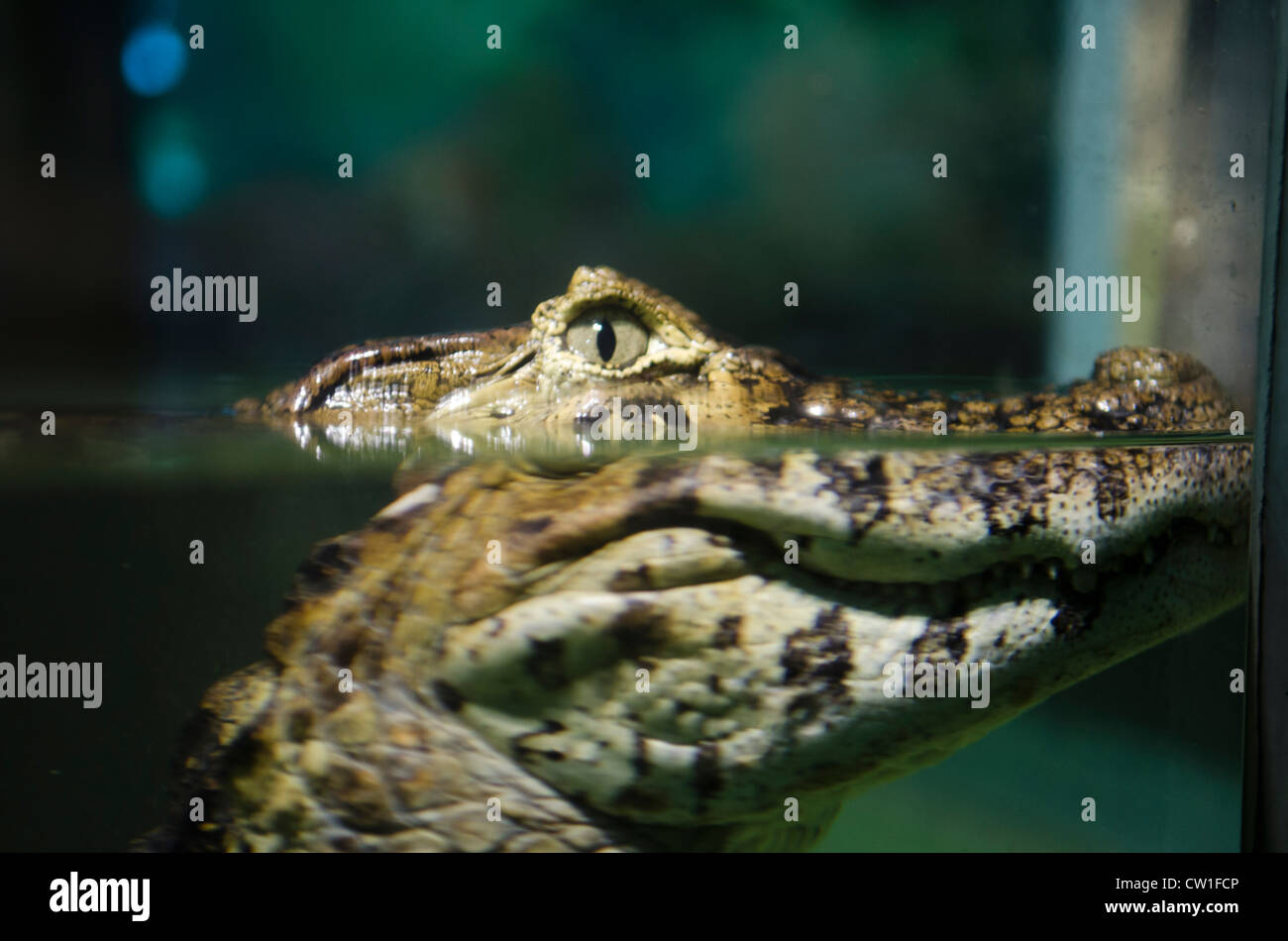 Goiter eye hi-res stock photography and images - Alamy