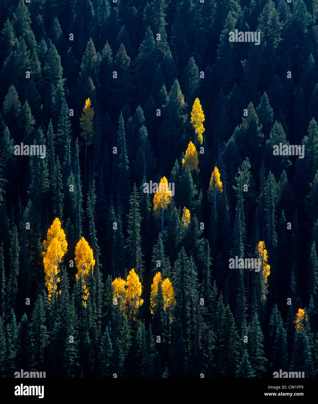 Golden Aspen trees among pine trees, White Mountains of Eastern Arizona ...