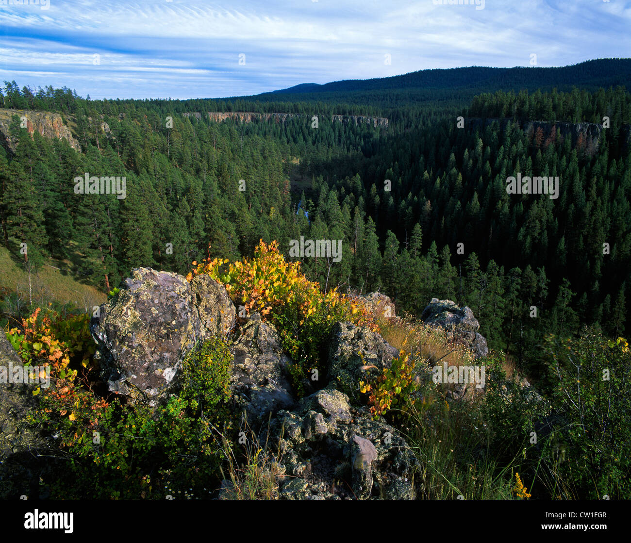 Black River Gorge with wild grape, White Mountains of Eastern Arizona ...