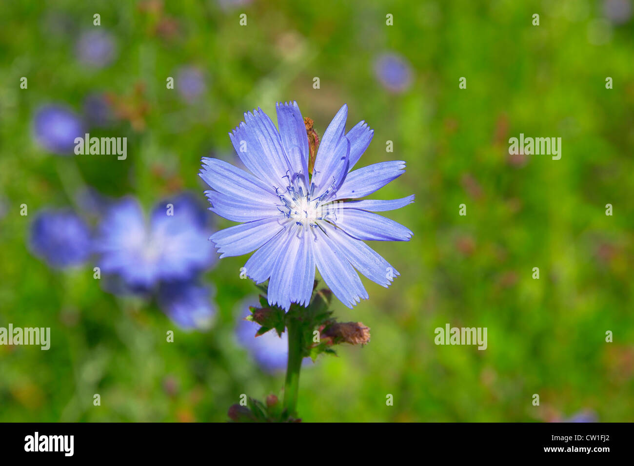 Pink chicory hi-res stock photography and images - Alamy