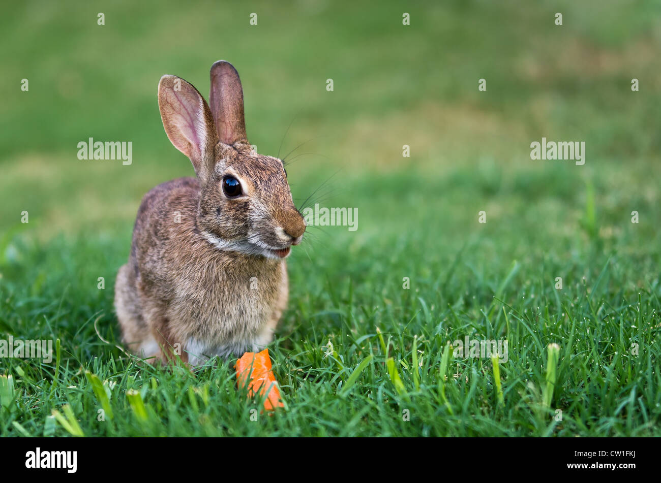 Rabbit (lagomorphs) hi-res stock photography and images - Alamy