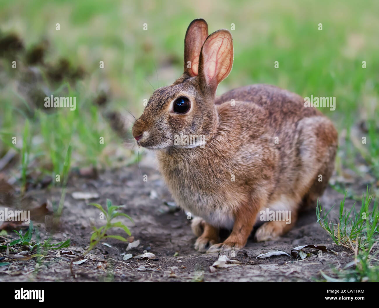 Bunny alert hi-res stock photography and images - Alamy