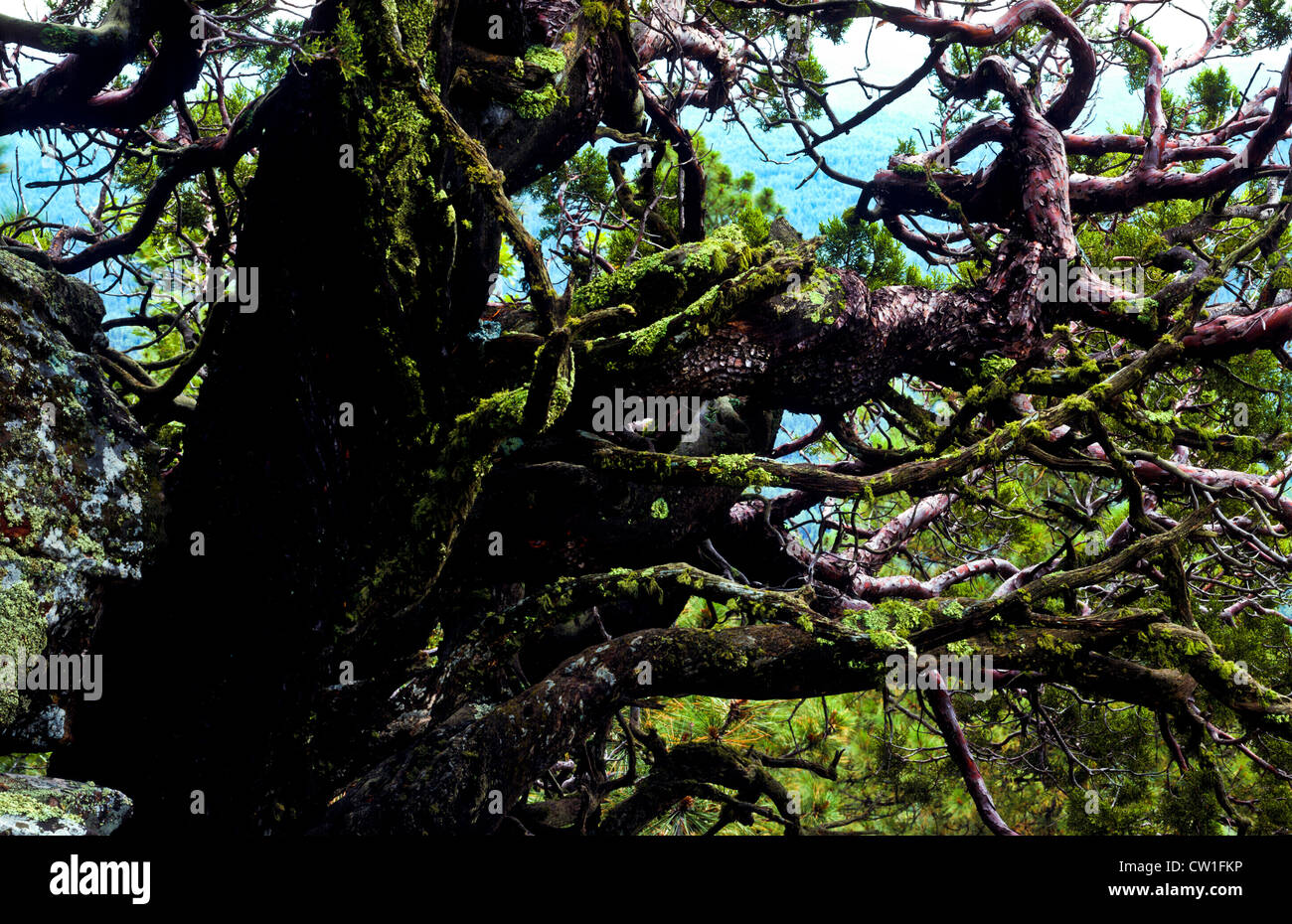 Moss covered Juniper tree, Mogollon Rim/Plateau, Arizona. 7600 feet ...