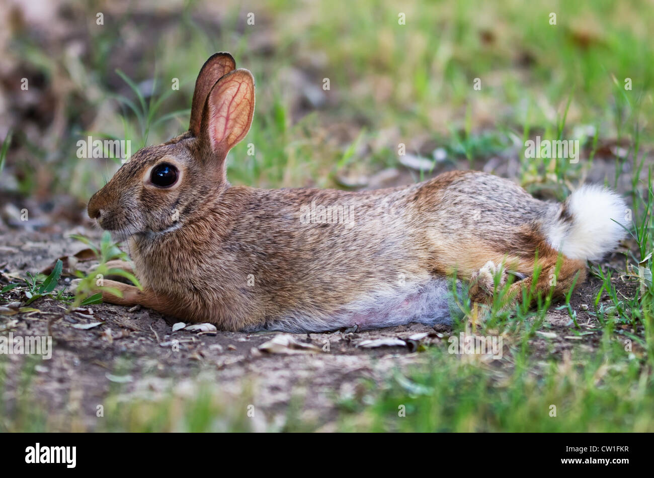 Rabbit lying hi-res stock photography and images - Alamy