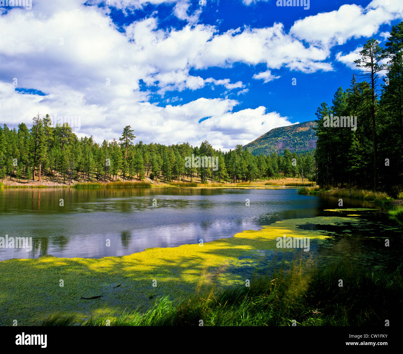 Hulsey Lake, White Mountains of Eastern Arizona. Hulsey Lake is a lake ...