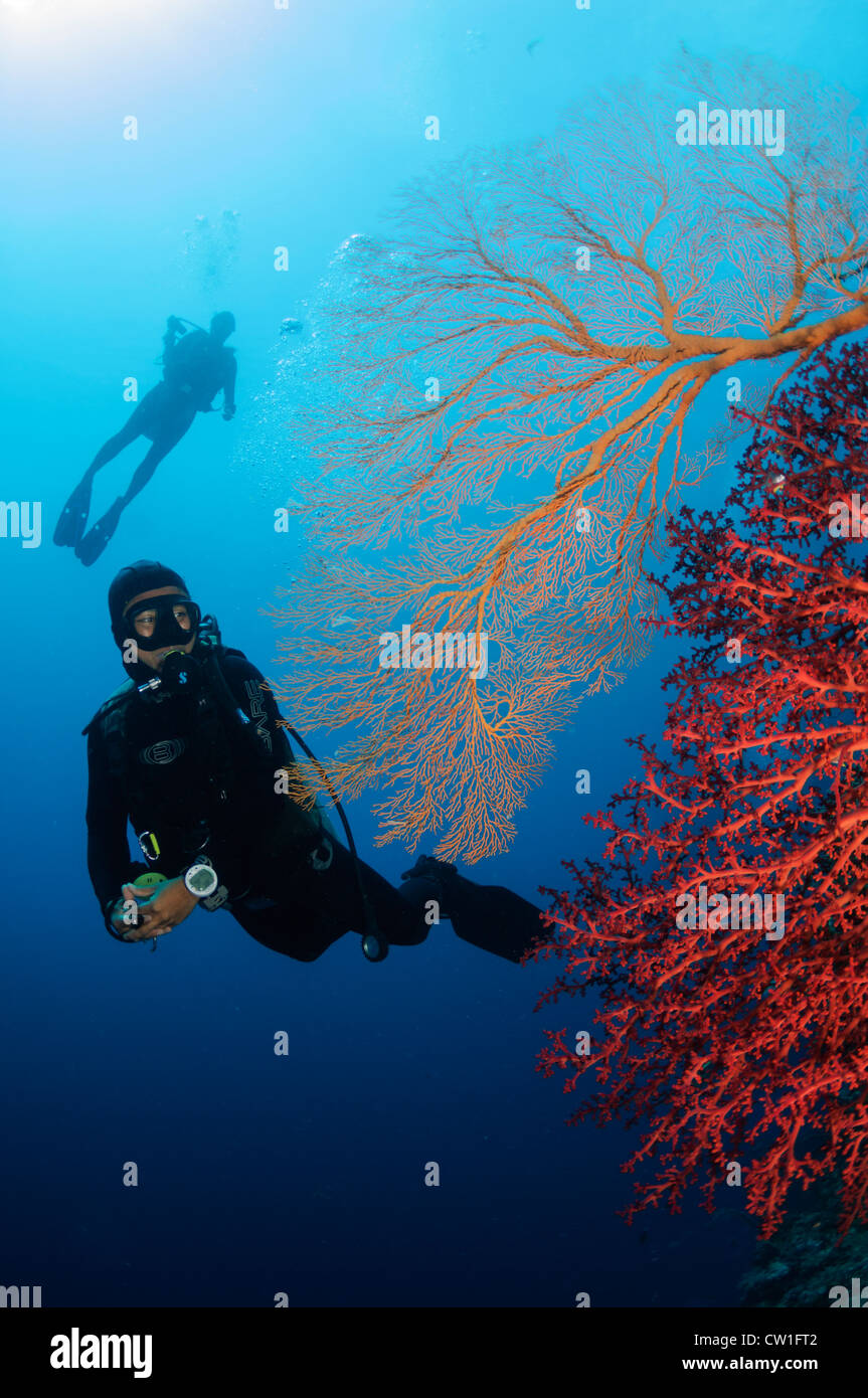 Divers by Sea Fans. Indonesia Stock Photo - Alamy