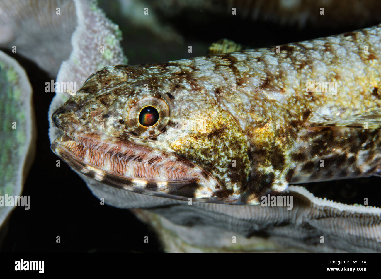 Lizardfish hi-res stock photography and images - Alamy