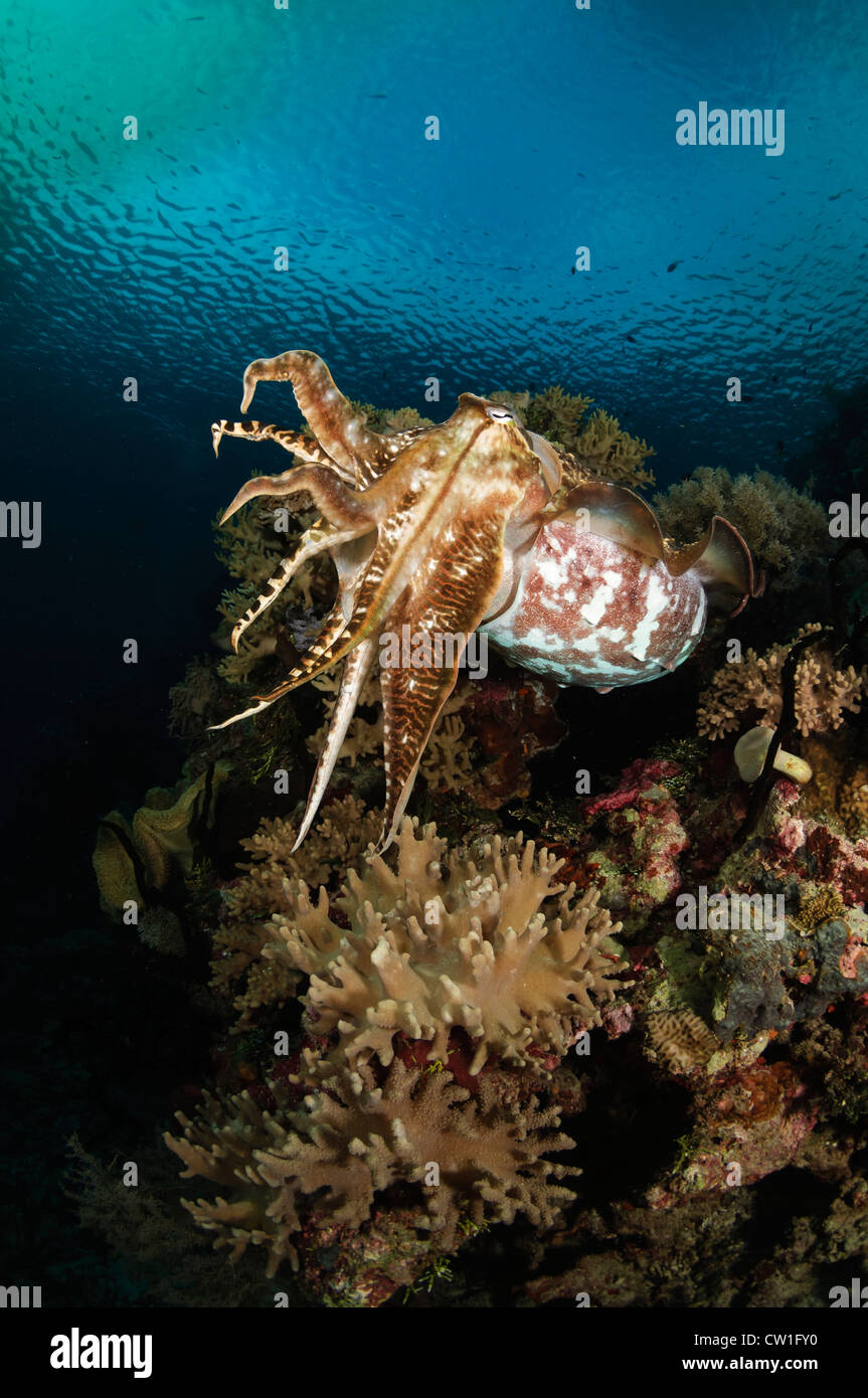 Soft cuttlefish hi-res stock photography and images - Alamy
