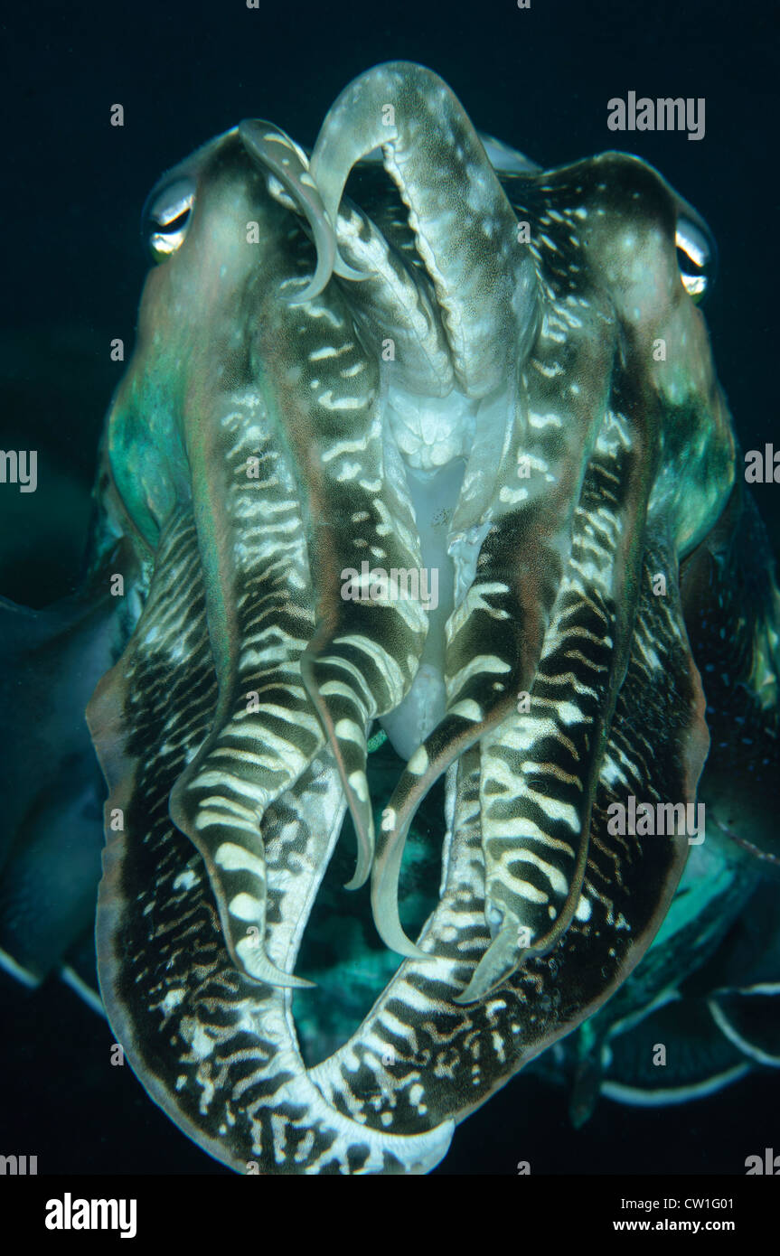 Mollusca ocean sea life portrait sea creatures underwater photography ...