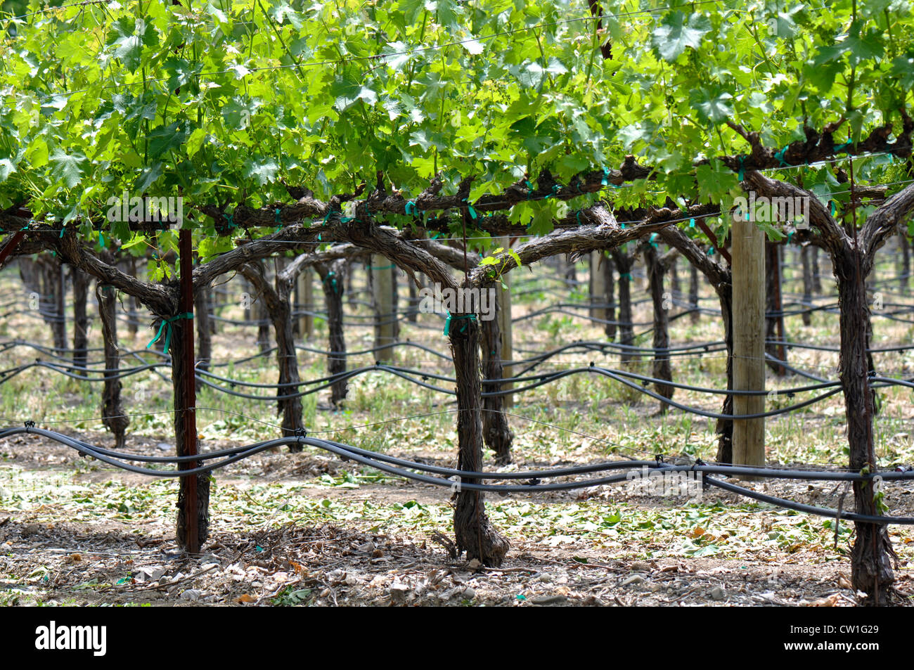 Lush grapevine hi-res stock photography and images - Alamy