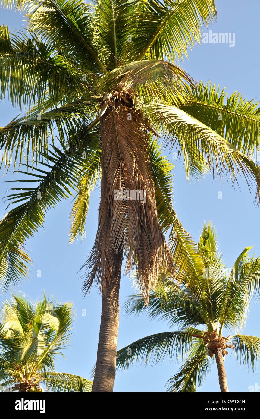 Palm Tree Background Stock Photo - Alamy