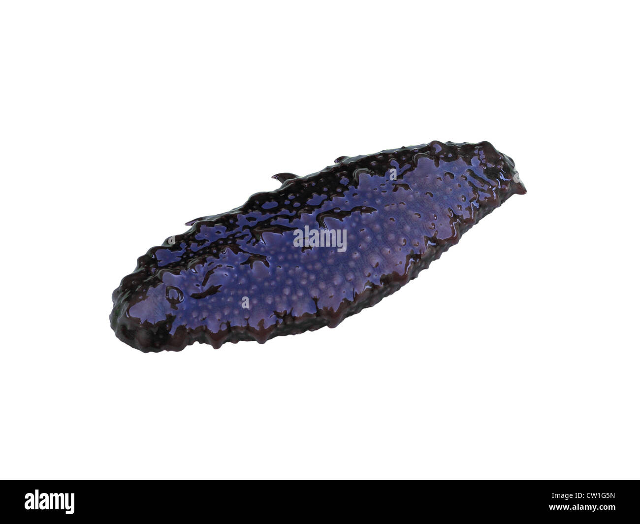 Trepang hi-res stock photography and images - Alamy