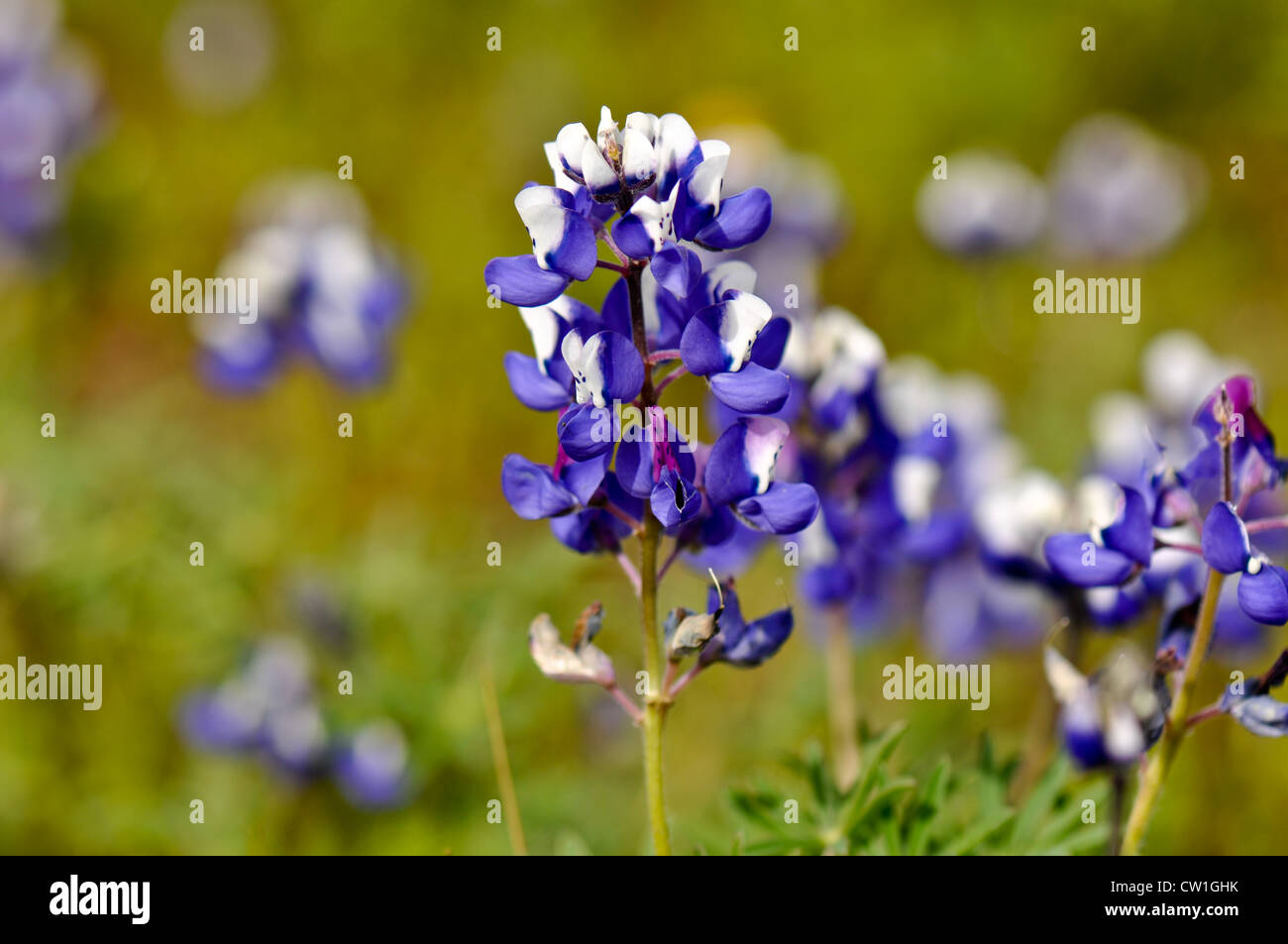 Texas Blue Bonnet Stock Photo - Alamy
