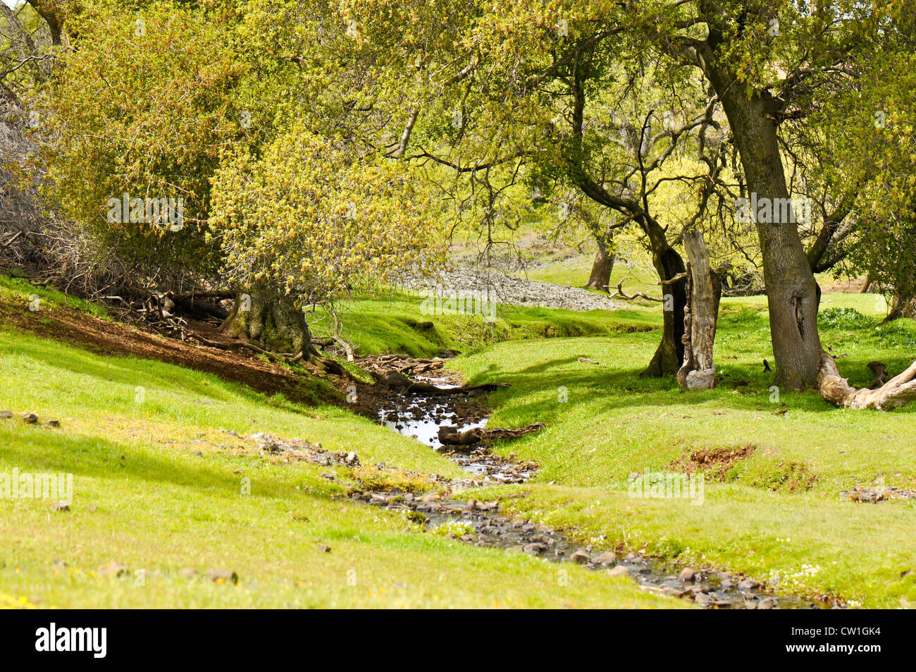 Meadow in the Woods Stock Photo - Alamy