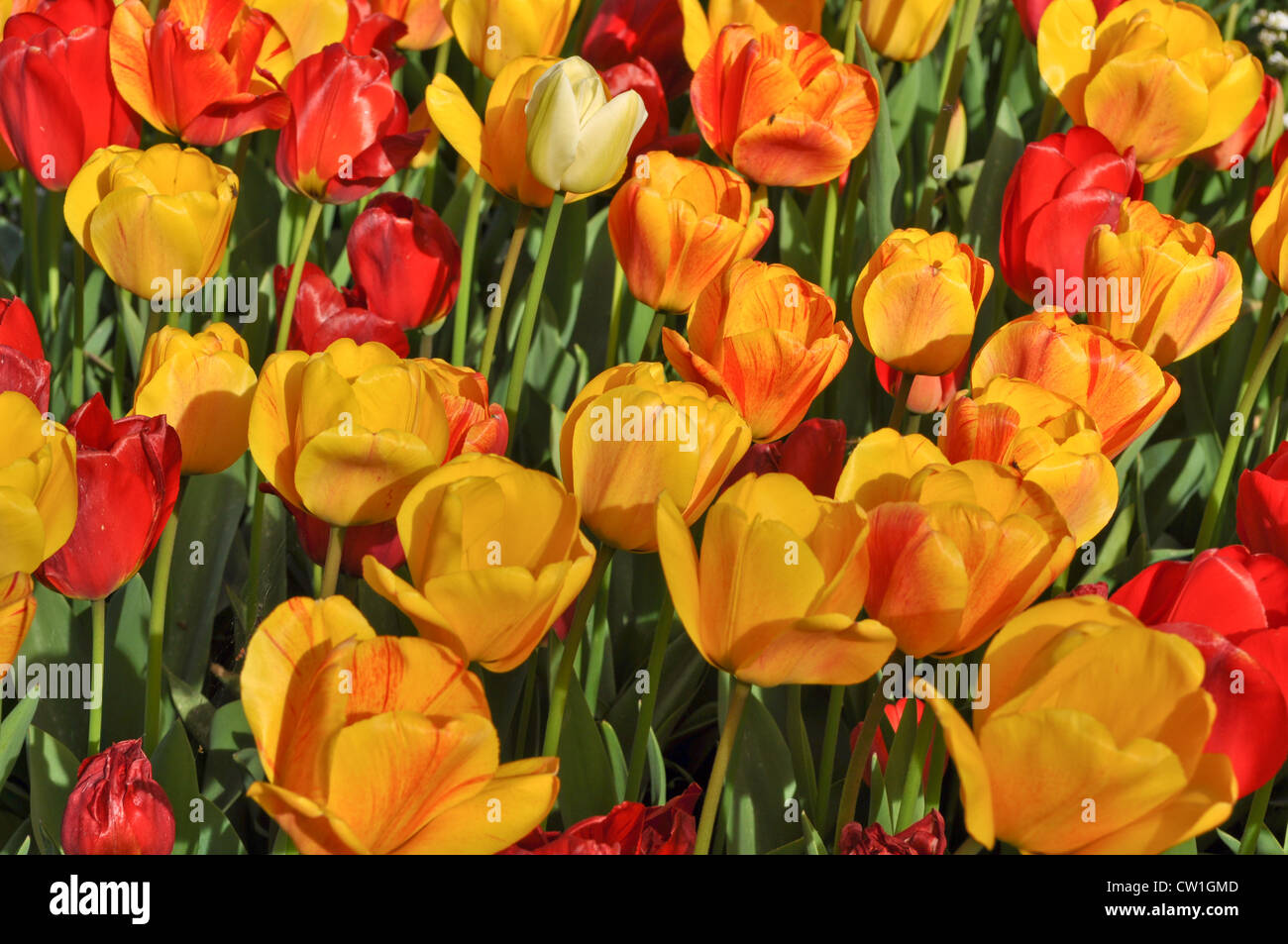 Season of tulips hi-res stock photography and images - Alamy