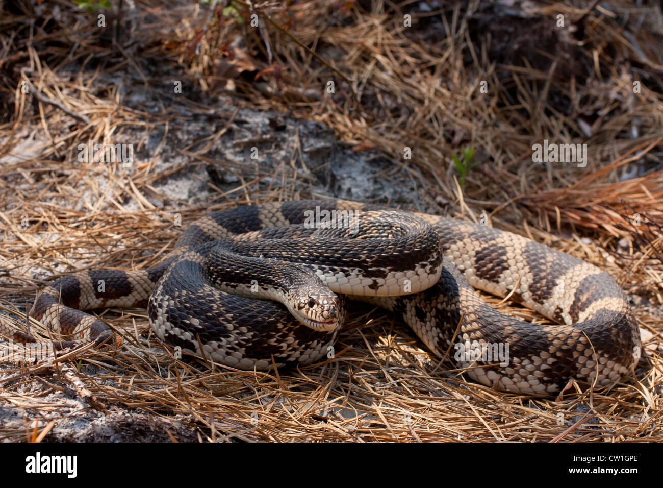 Northern pine snake hi-res stock photography and images - Alamy