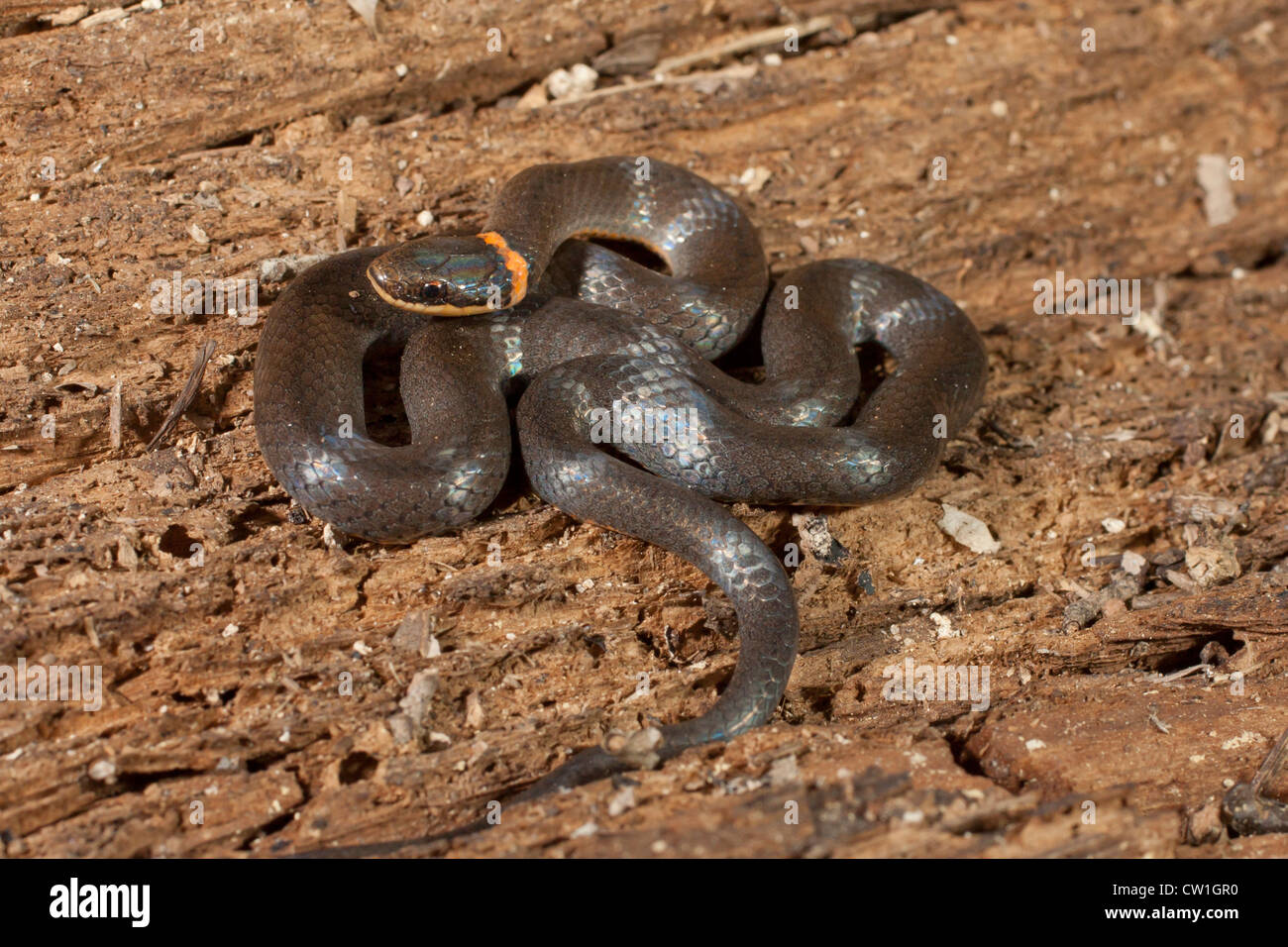 Ringneck snake hi-res stock photography and images - Alamy