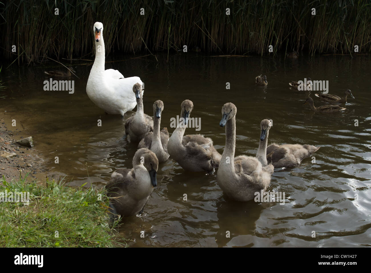 Swan with young ducklings Stock Photo - Alamy