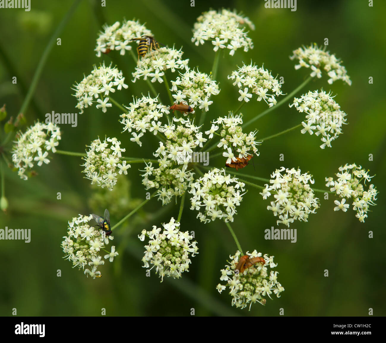 Conium maculatum (Conium chaerophylloides Stock Photo - Alamy