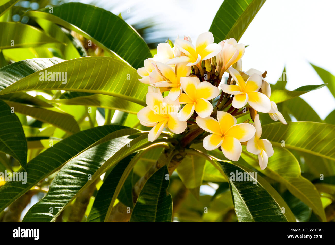 Yellow flowers, Hersonissos, Crete, Greece Stock Photo - Alamy