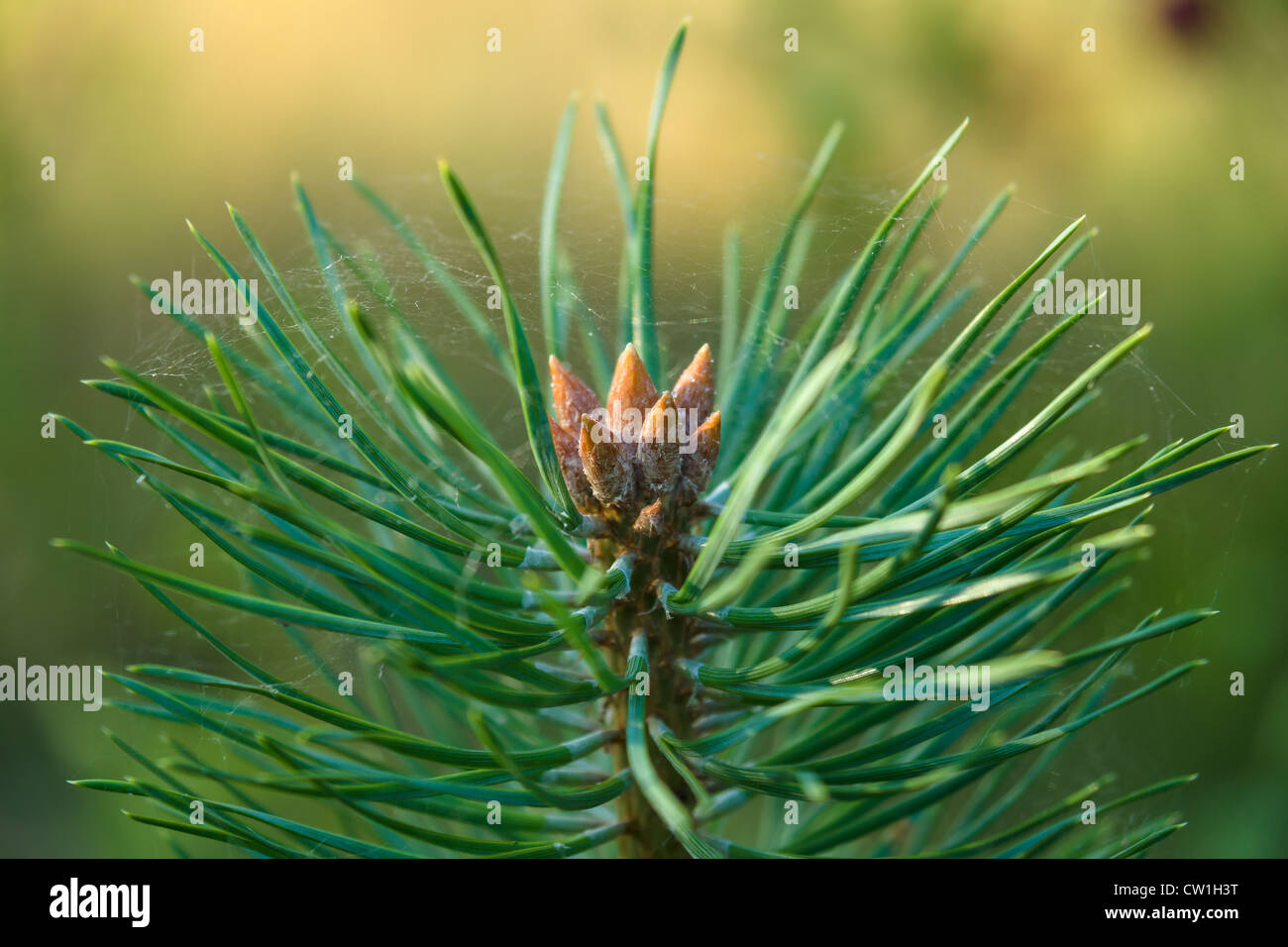 Young shoots of pine Stock Photo - Alamy
