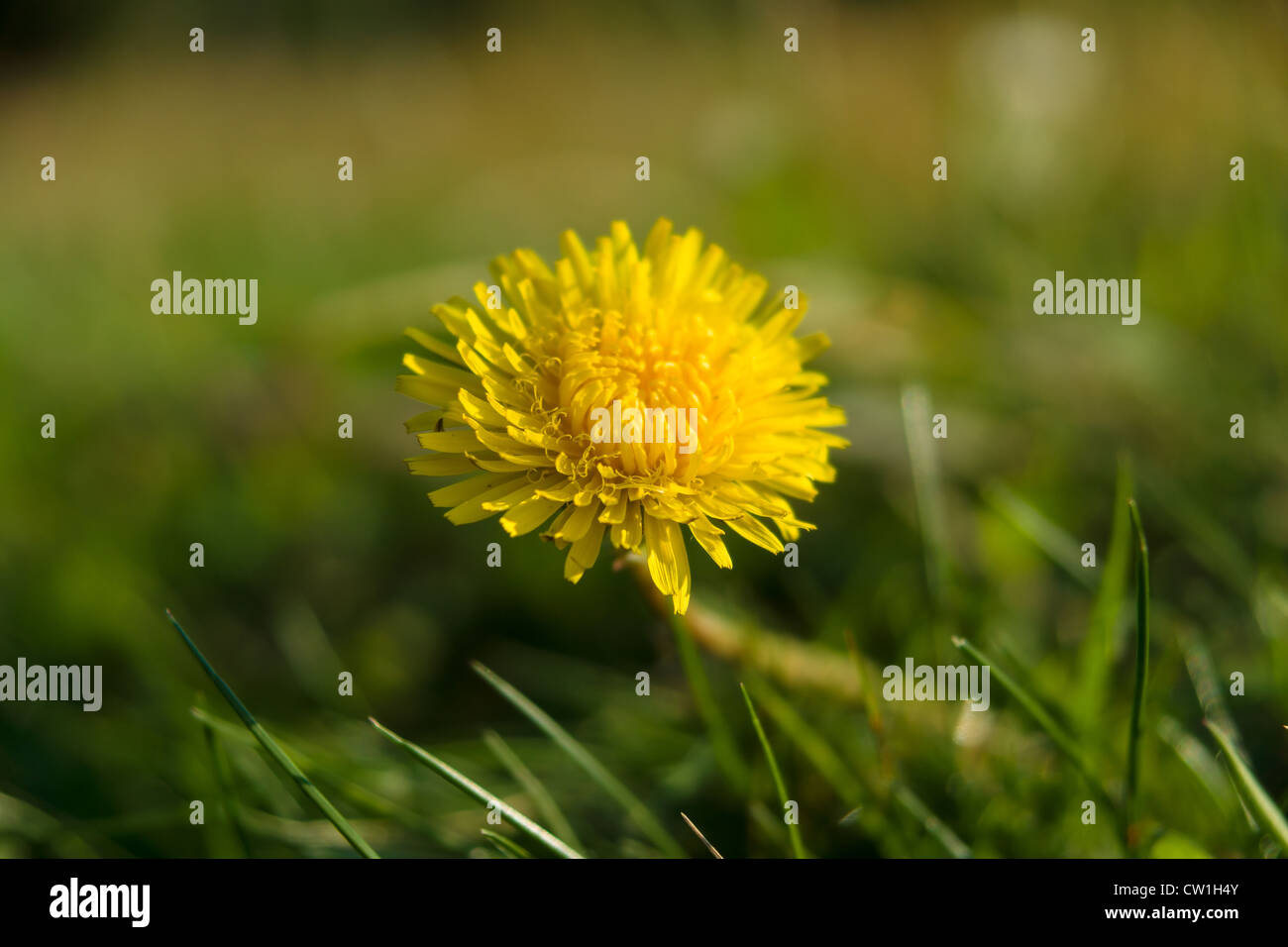 Flowering dandelion, close-up Stock Photo - Alamy