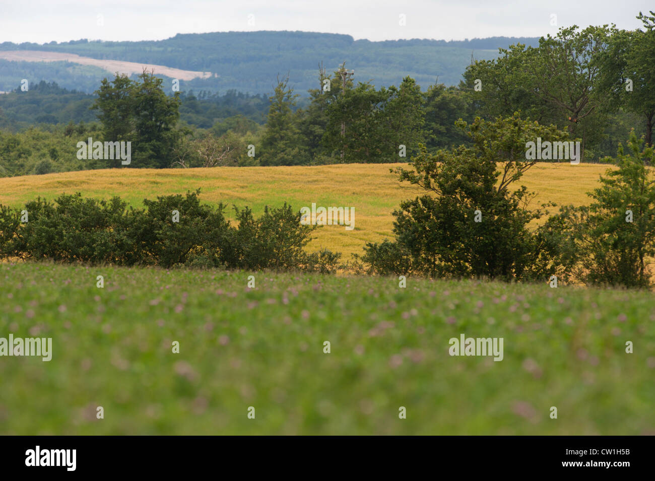 Landscape with clover and corn fields Stock Photo - Alamy