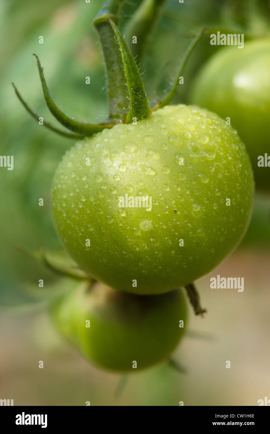 Green tomatoes diseased Noble rot Stock Photo - Alamy