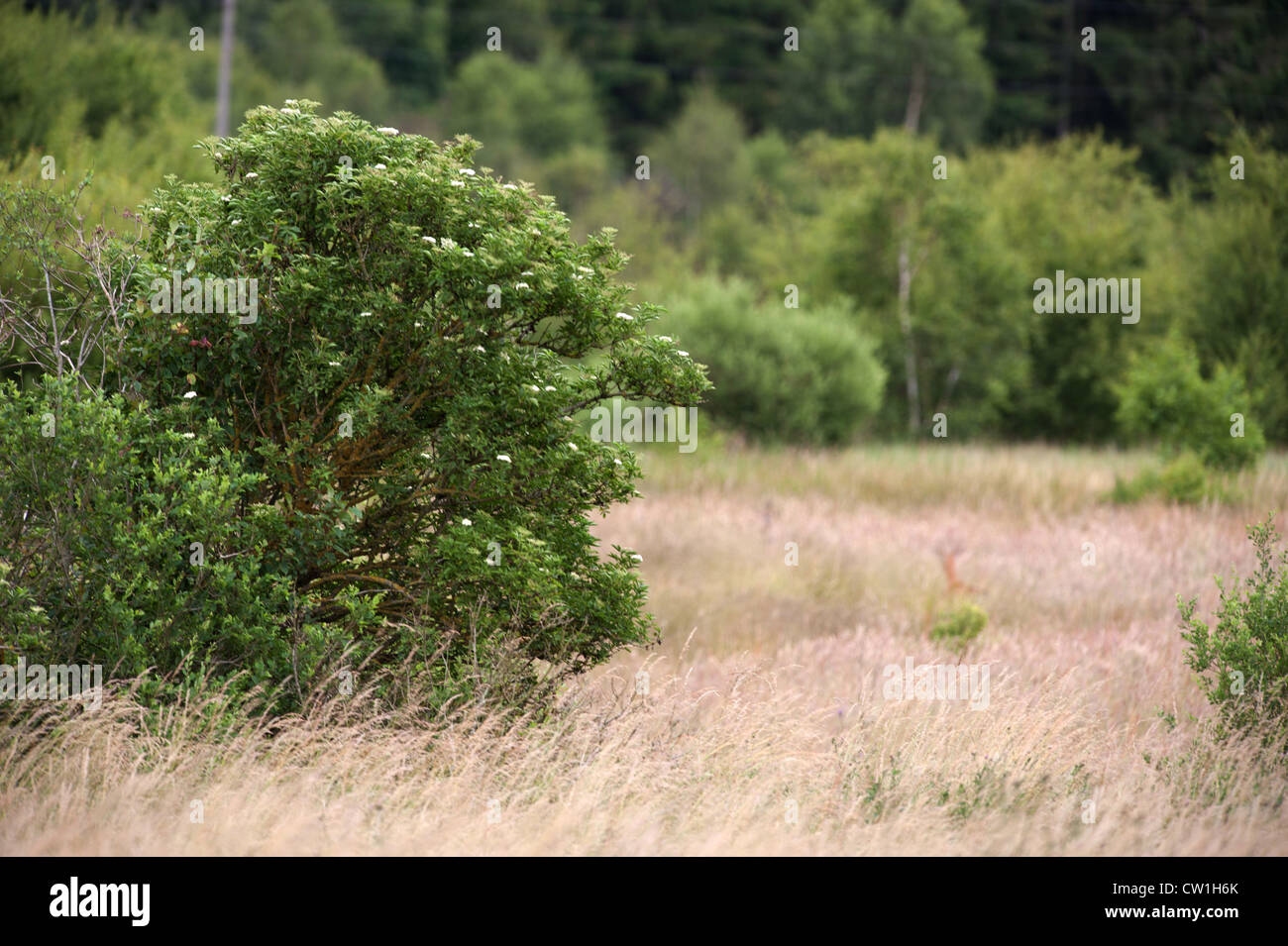Fallow field with elder bush on bog earth Stock Photo - Alamy