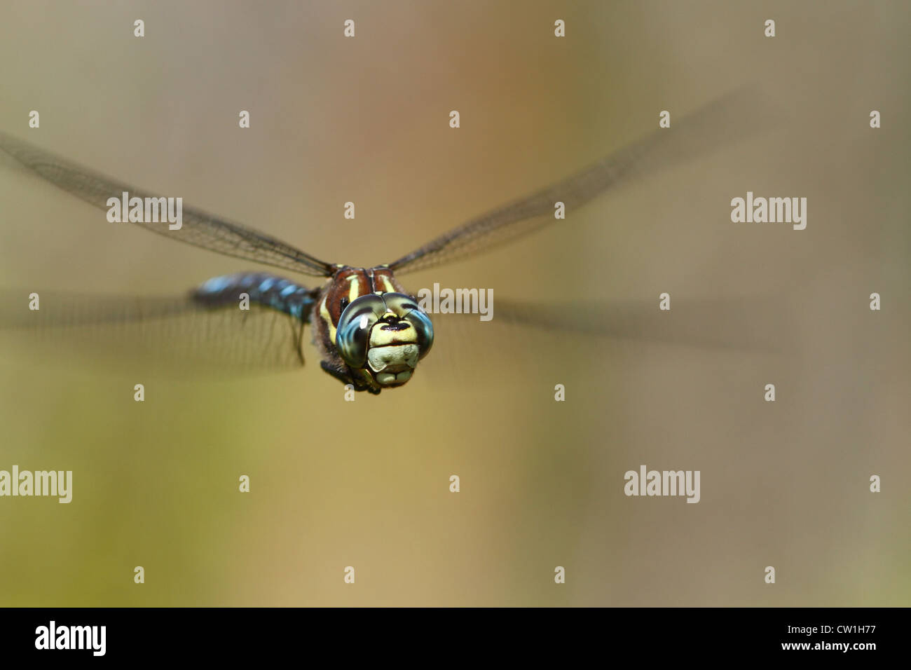 Male Blue-eyed Darner Dragonfly near Seattle WA, USA Stock Photo - Alamy
