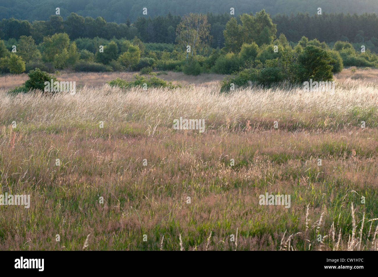 Fallow field on bog earth Stock Photo - Alamy