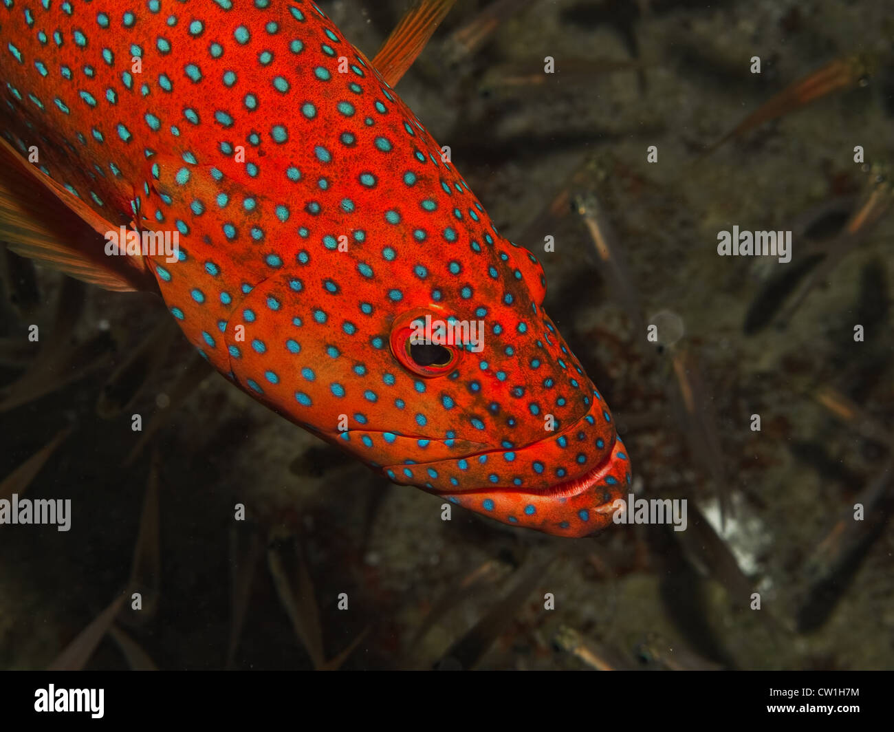 Hind fish hi-res stock photography and images - Alamy
