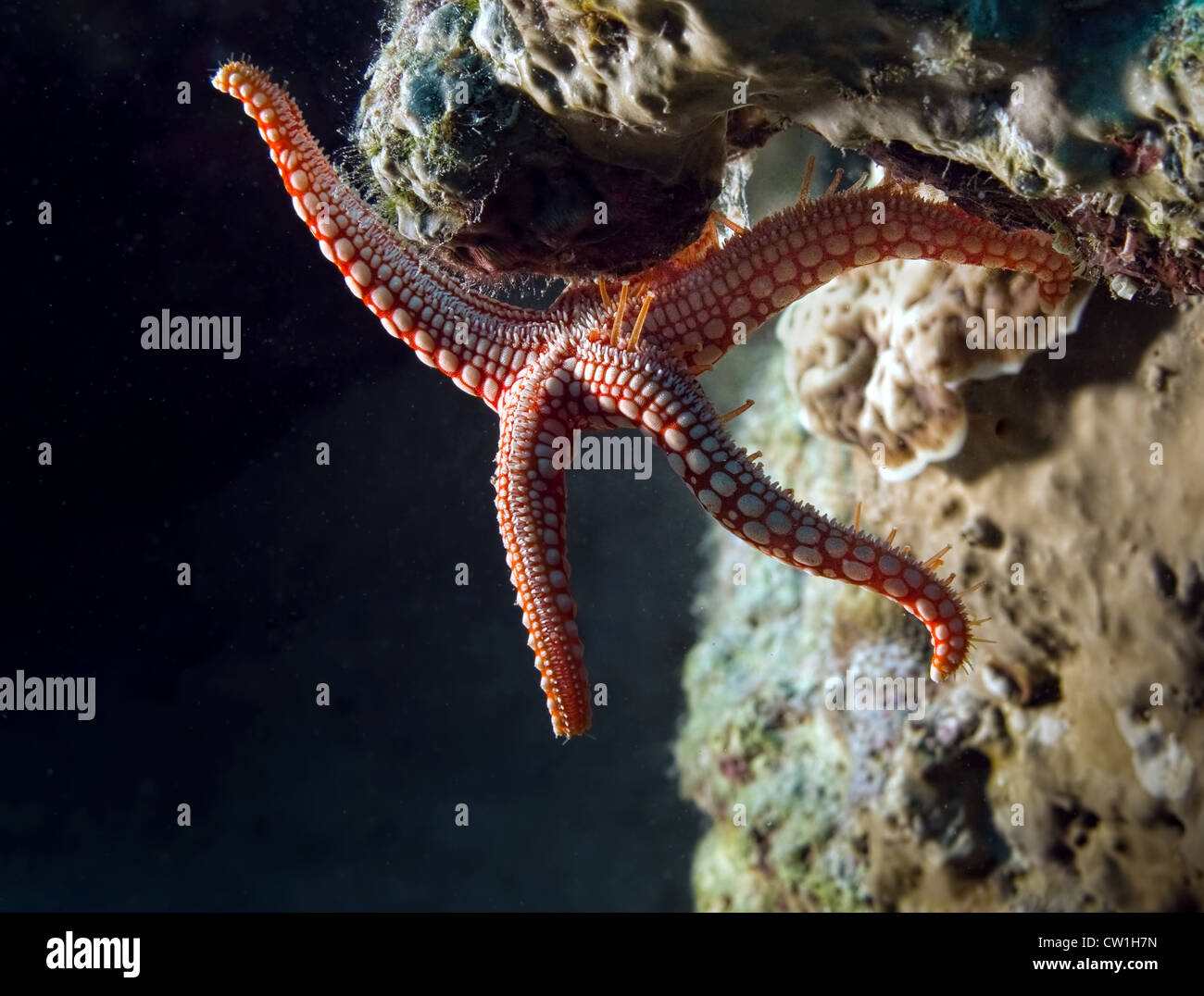 Animal, falling, funny hi-res stock photography and images - Alamy