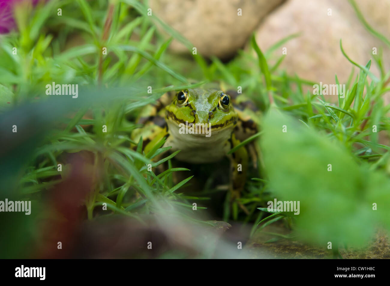 The green frog, close-up Stock Photo - Alamy