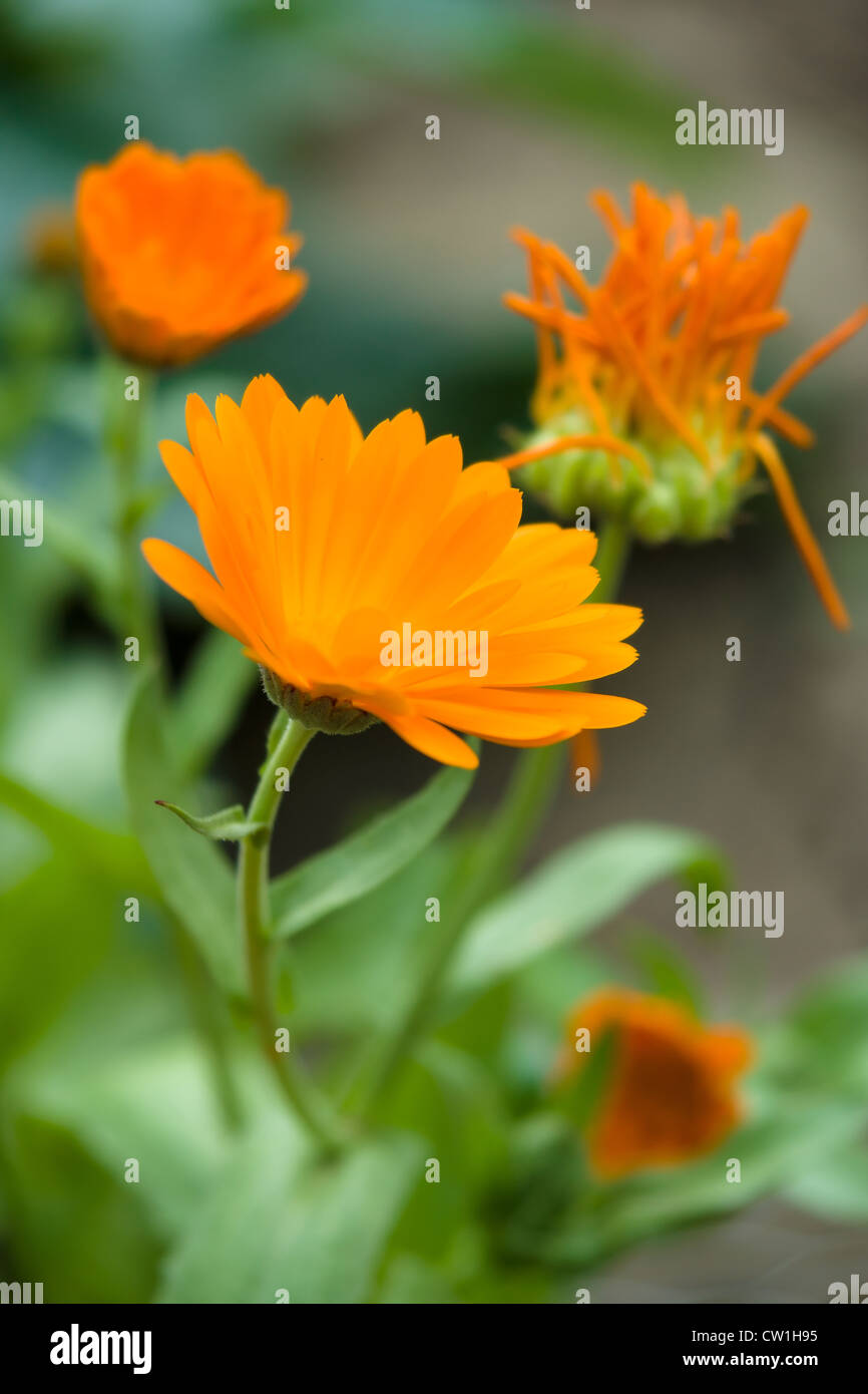 Flower of Calendula Stock Photo - Alamy