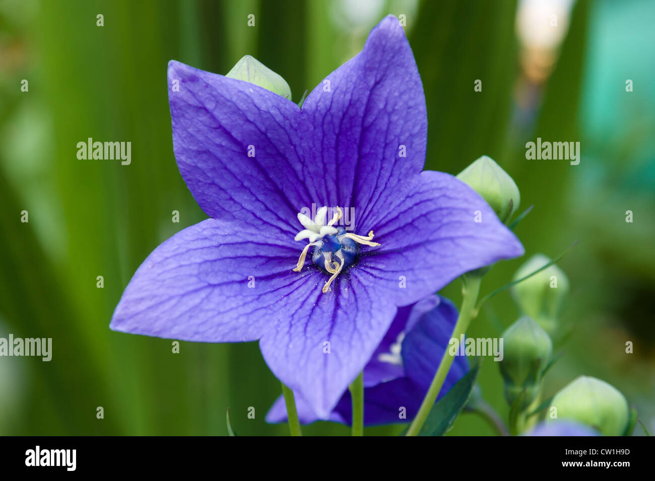Flowering Platycodon grandiflorus, close-up Stock Photo - Alamy