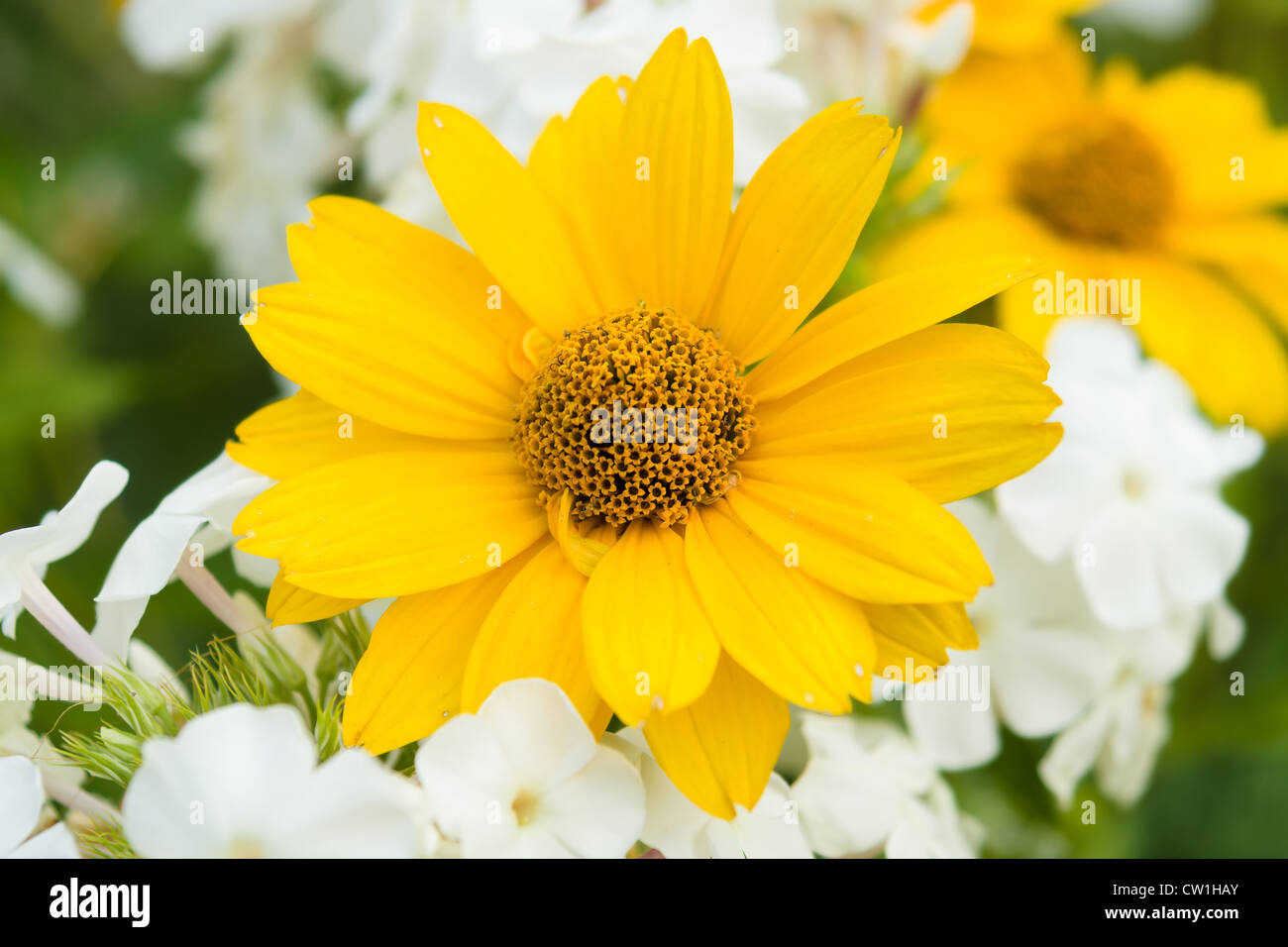 Flowering Heliopsis helianthoides Stock Photo - Alamy
