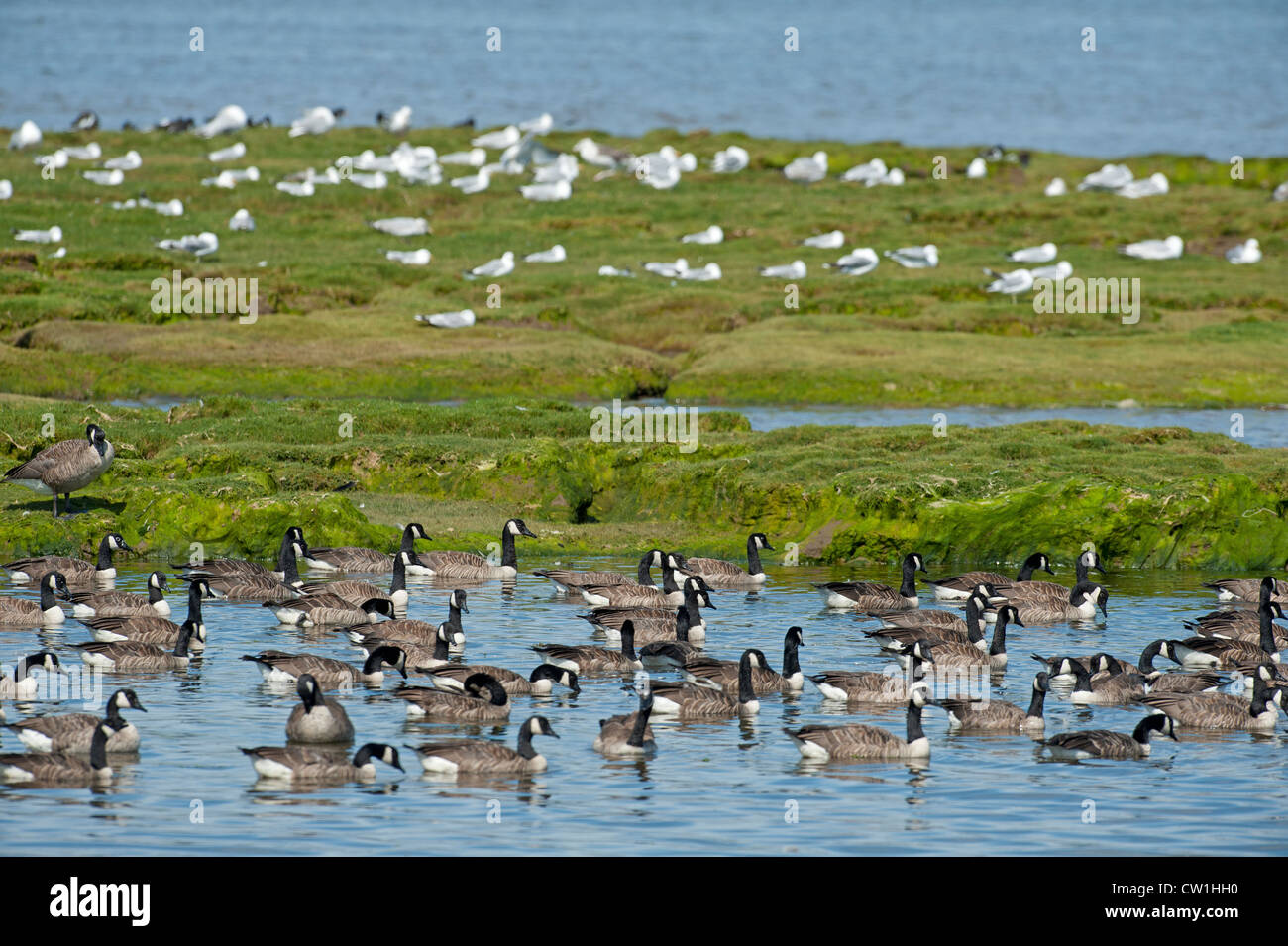 An incoming tide on the Udale Bay RSPB bird reserve on the Cromarty ...