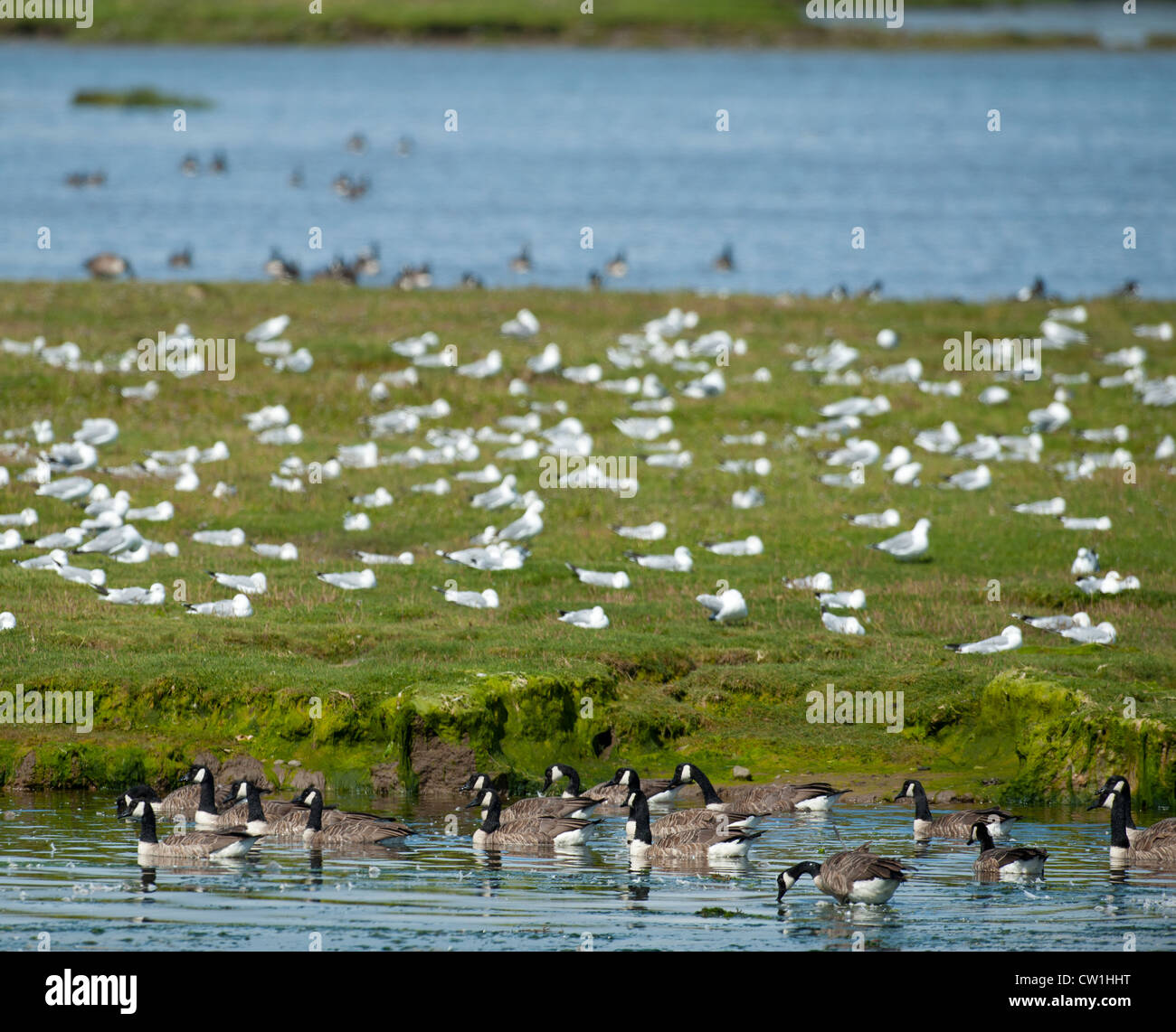 An incoming tide on the Udale Bay RSPB bird reserve on the Cromarty ...