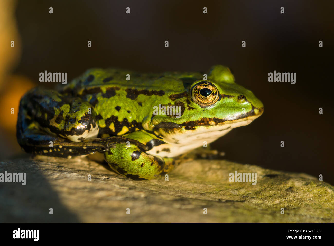The green frog, close-up Stock Photo - Alamy