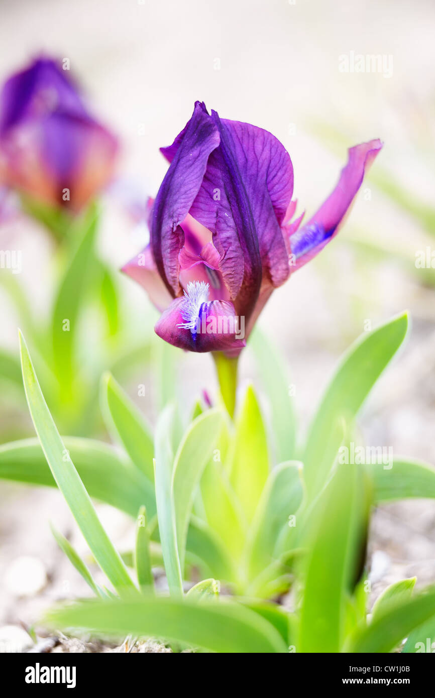 Purple Miniature Dwarf Yellow Bearded Iris in springtime Stock Photo ...
