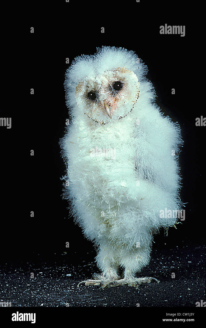 Barn owl chick hi-res stock photography and images - Alamy