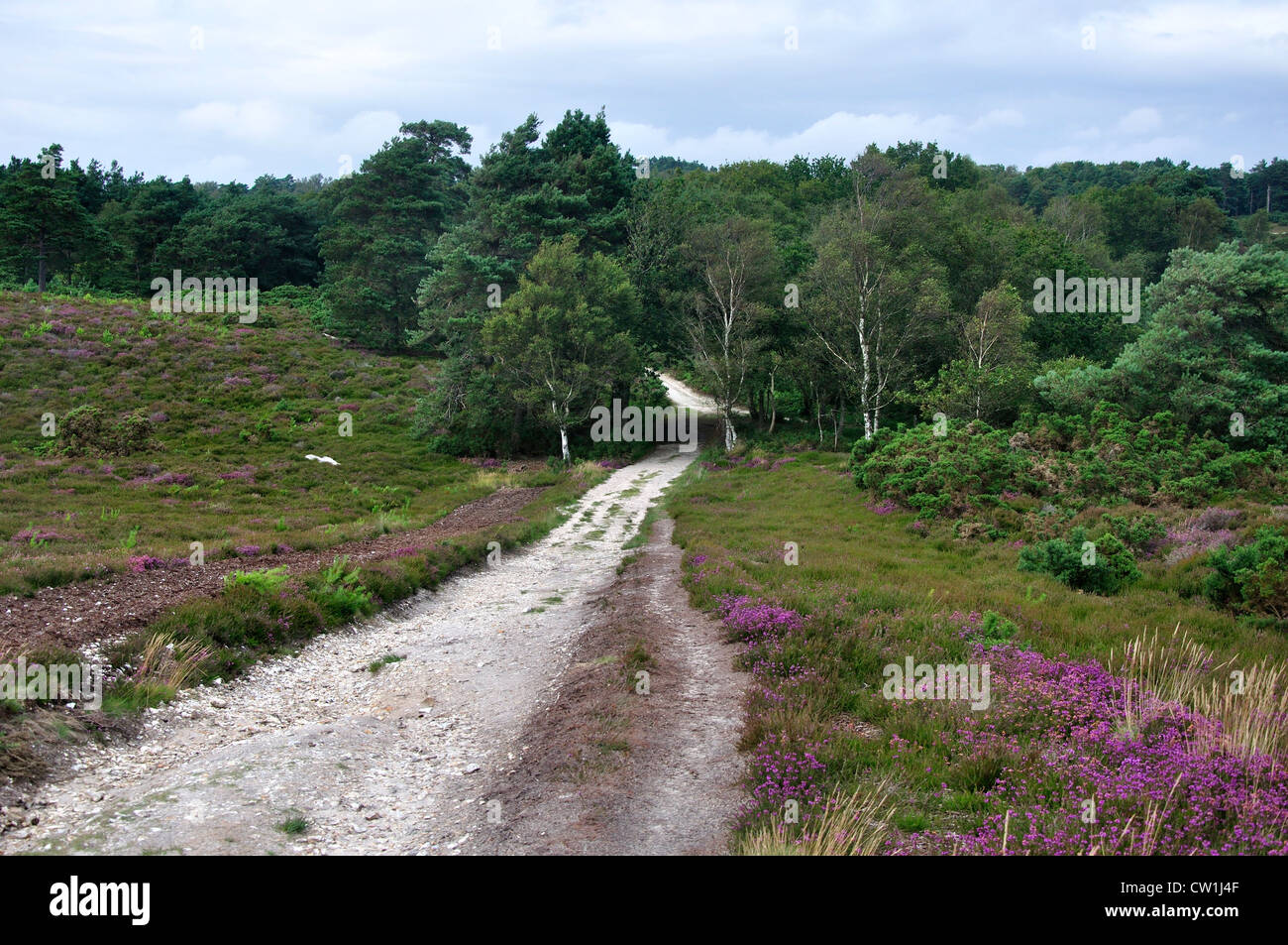 A view of the Arne nature reserve Dorset UK Stock Photo - Alamy